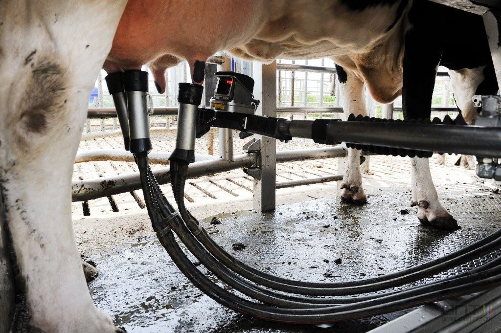 Un robot unique en France trait les vaches dans le pré