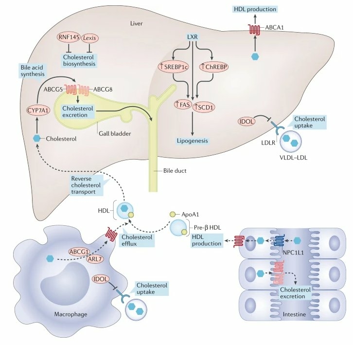 Sitemapcdatahttpwen2windecoocomarterin Cholesterol Nouvelle Formulenull
