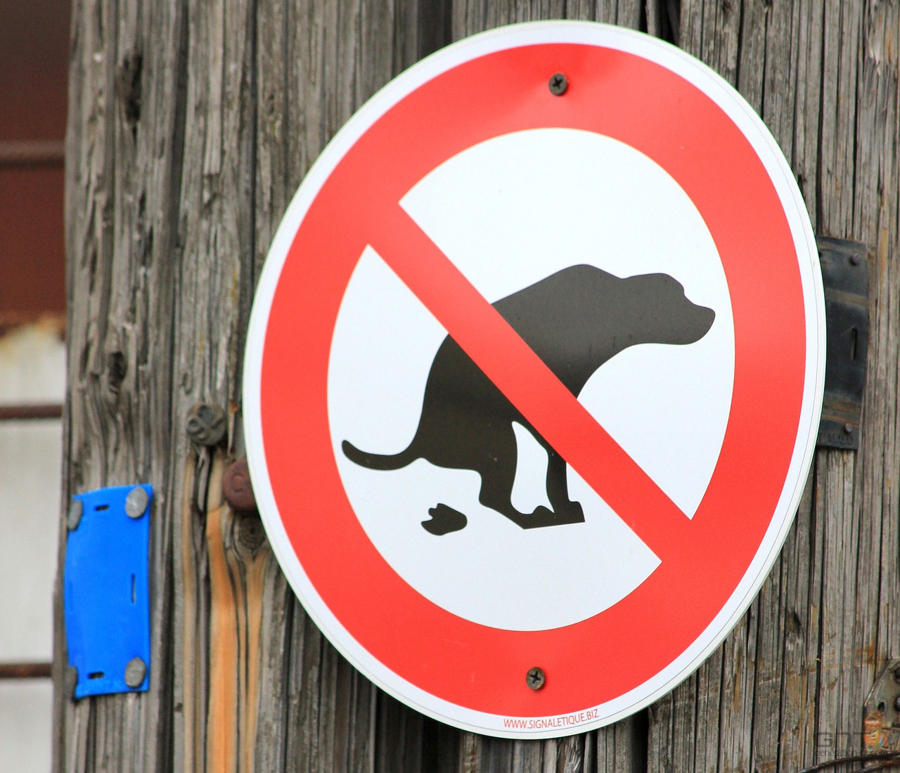 Un fichage ADN des chiens pour lutter contre les crottes