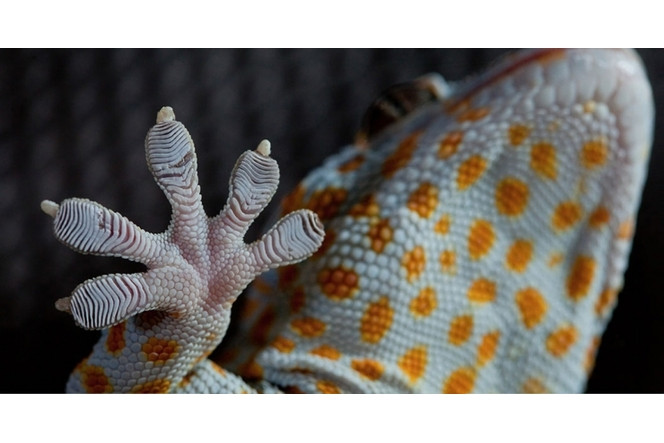 Un adhésif nouvelle génération inspiré du Gecko