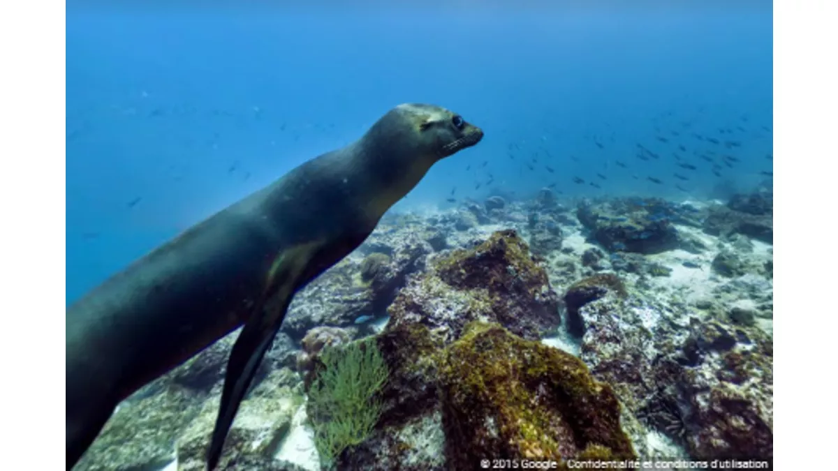Google Street View : nouvelle imagerie sous-marine