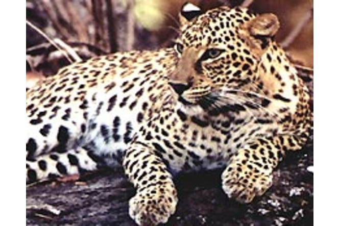 Inde : Les léopards attirés par les sonneries de portables