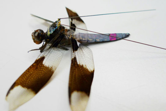 Science : des sacs à dos sur des libellules pour suivre leur activité ...