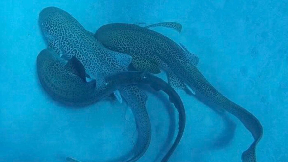 Des scientifiques filment un "plan à trois" chez des requins menacés d ...