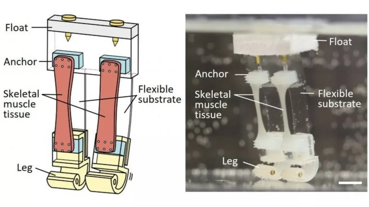 Au Japon, un robot se déplace grâce à des muscles biologiques artificiels