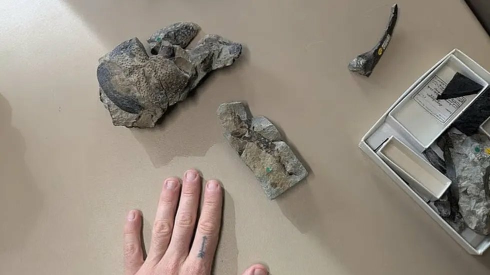 Le plus grand scorpion de l'histoire mesurait plus d'un mètre et vivait ...