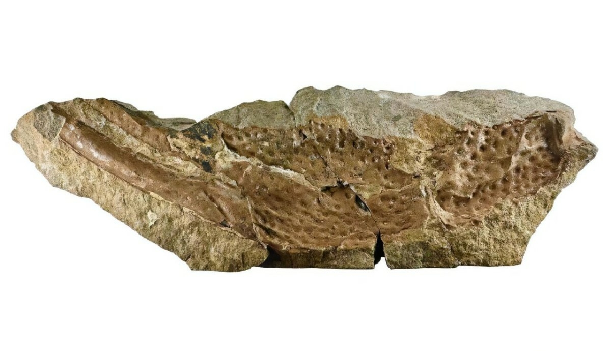 Le plus grand scorpion de l'histoire mesurait plus d'un mètre et vivait ...